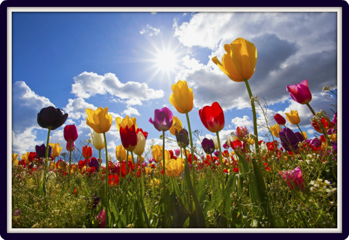 SPRINGTIME MEANS ... | Life in the Slow Lane